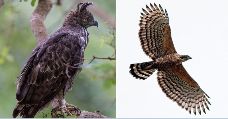 First sighting of Legge's hawk-eagle from maharashtra - महा एमटीबी