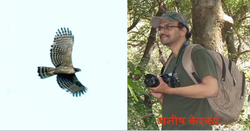 First sighting of Legge's hawk-eagle from maharashtra - महा एमटीबी