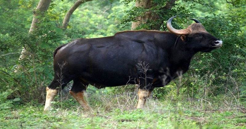Indian gaur (रानगवा) migration and habitat expansion within western ...