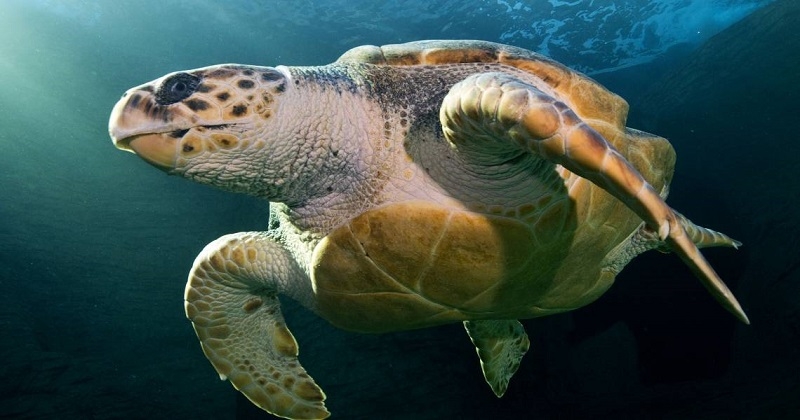 yoshi the sea turtle swim Africa to Australia - Marathi News | Mumbai ...
