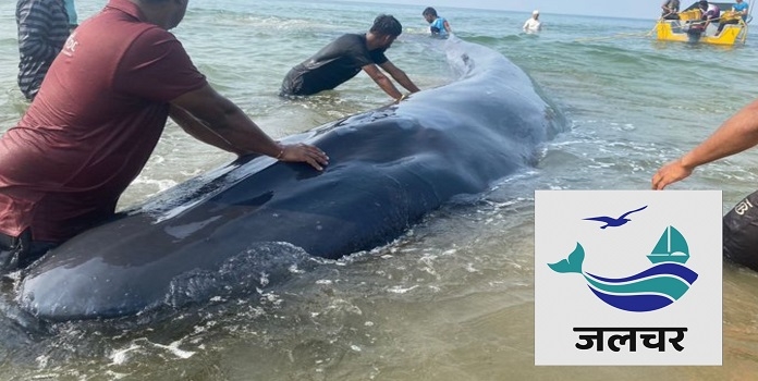 jalchar bnhs Application for Recording Marine Mammal - Marathi News ...