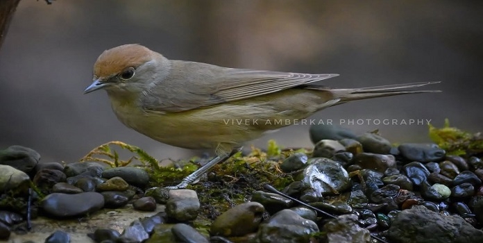 eurasian black cap recorded first time from maharashtra - Marathi News ...