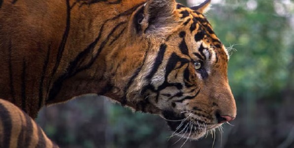 Marathi News | Mumbai Tarun Bharat